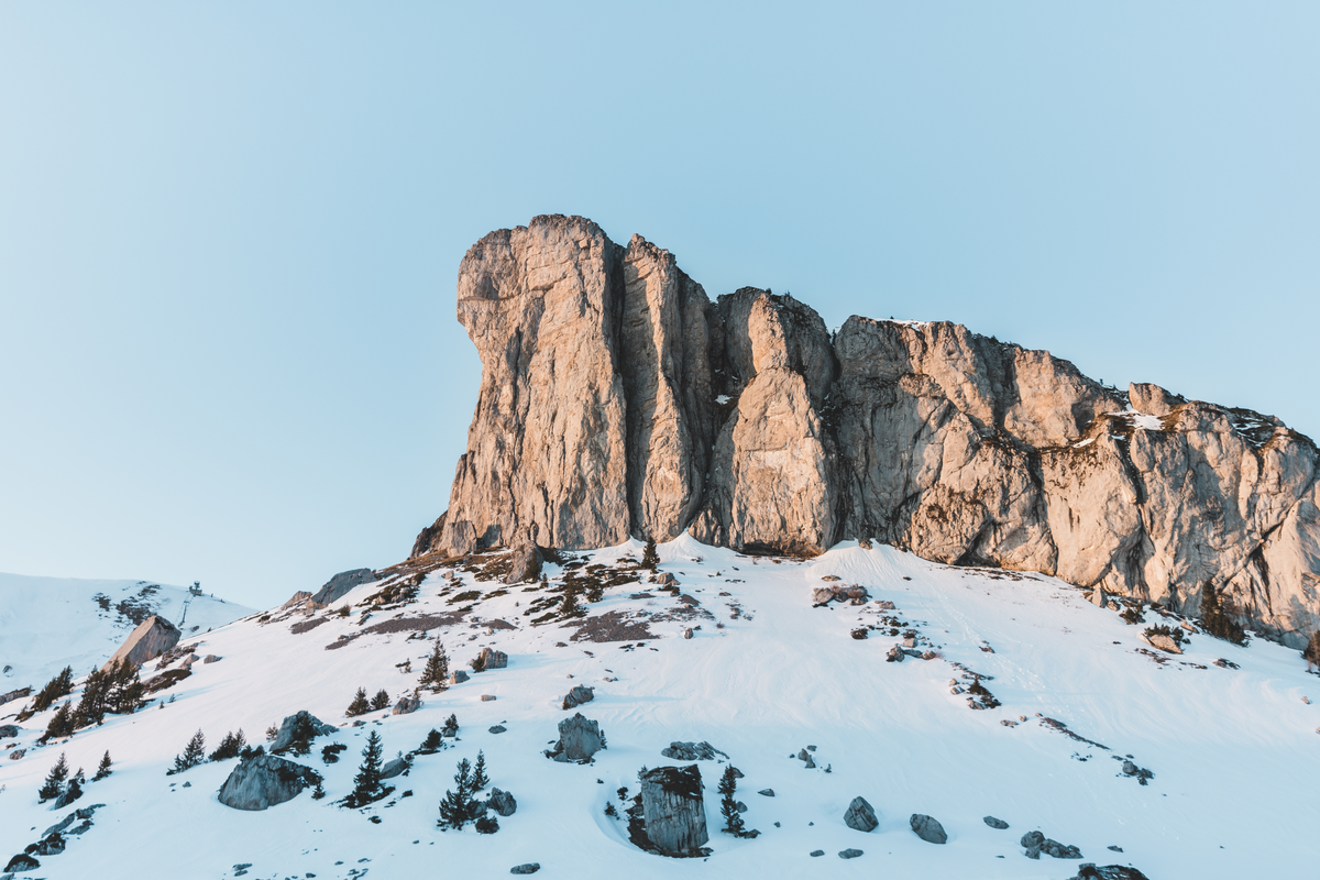 Limited Edition – The Harper Collective